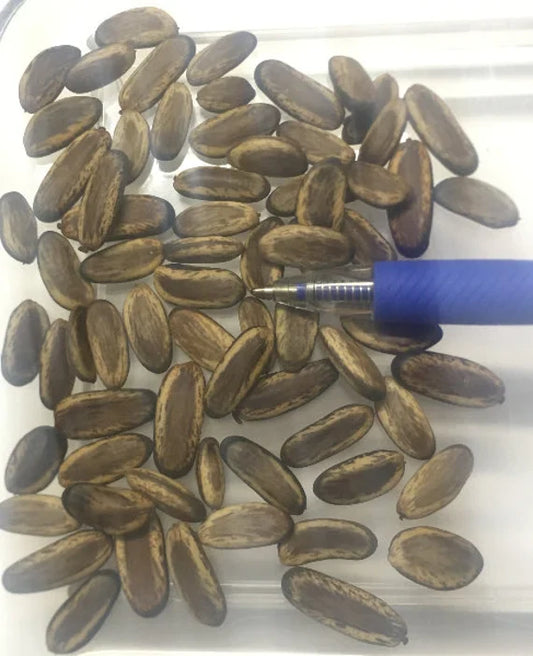 Colvillea racemosa Seeds – Traditional Beauty in Tribal Jewelry – The ...