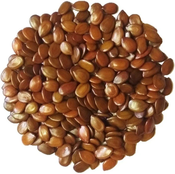 Eco-Friendly Jewelry Making with Ipil-Ipil Seeds – The Herbs Boutique ...